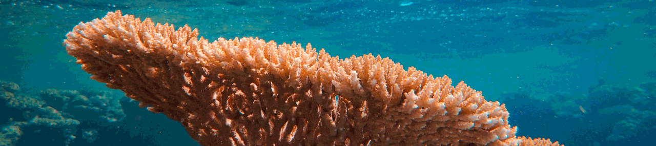 STR Software Celebrates 35 Years with Launch of AventX A2A | STR Software